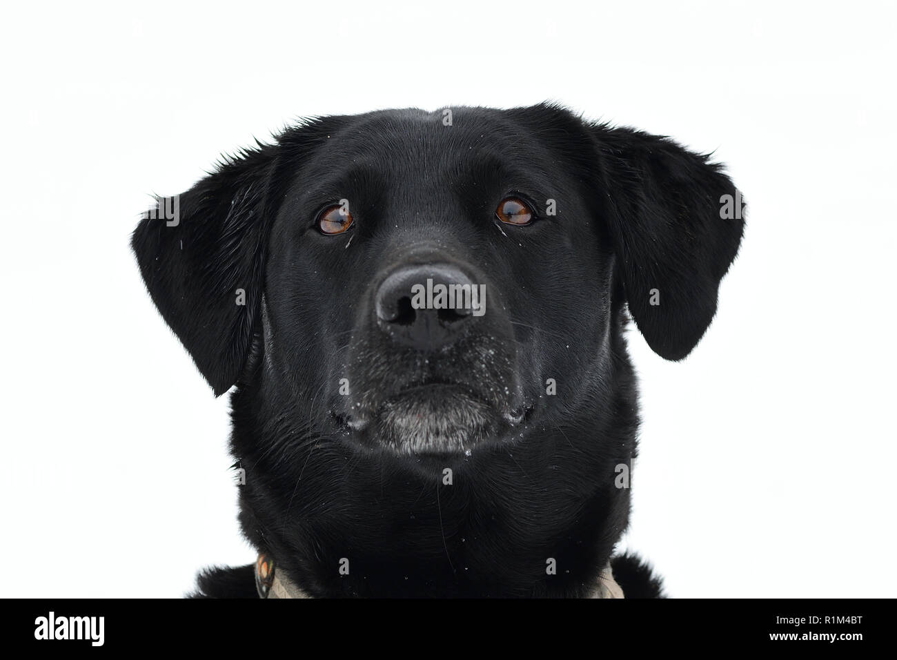 Head shot of a young black Labrador outside in the snow Stock Photo - Alamy
