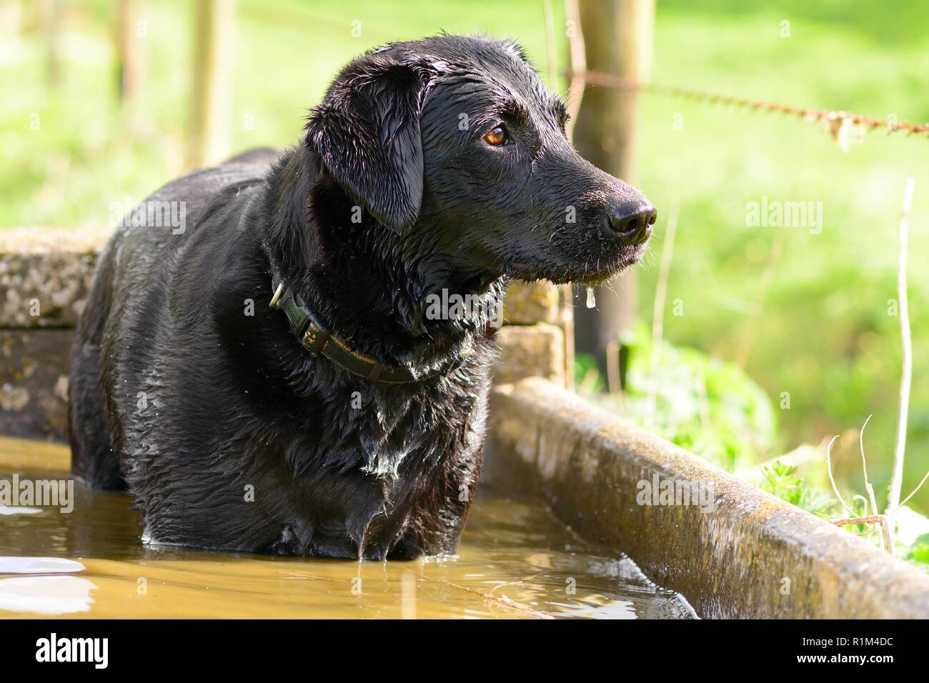 Closeup Wet Black Labrador Retriever High Resolution Stock Photography ...