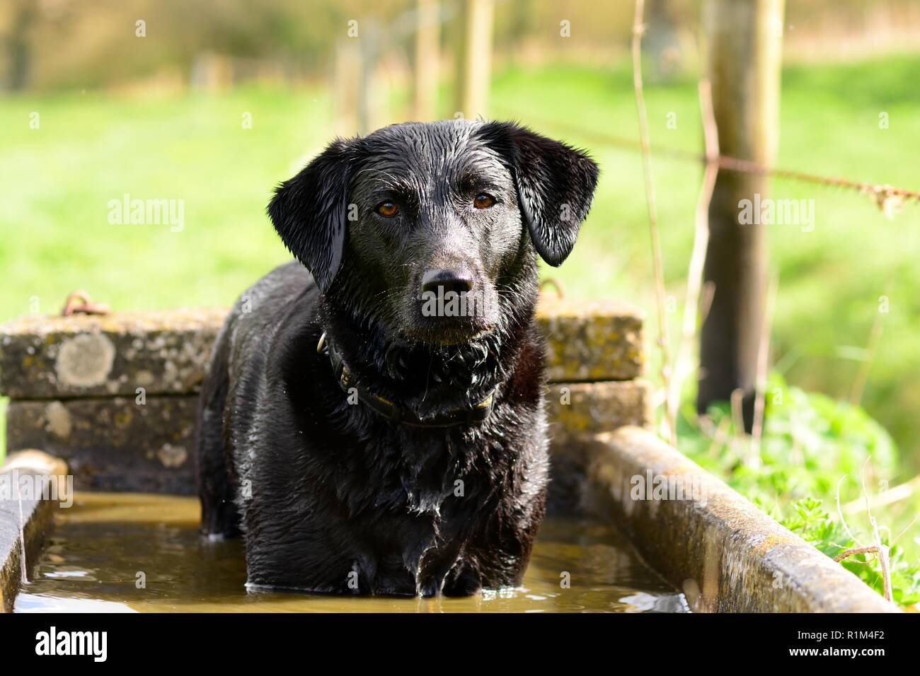 Standing water trough hi-res stock photography and images - Alamy
