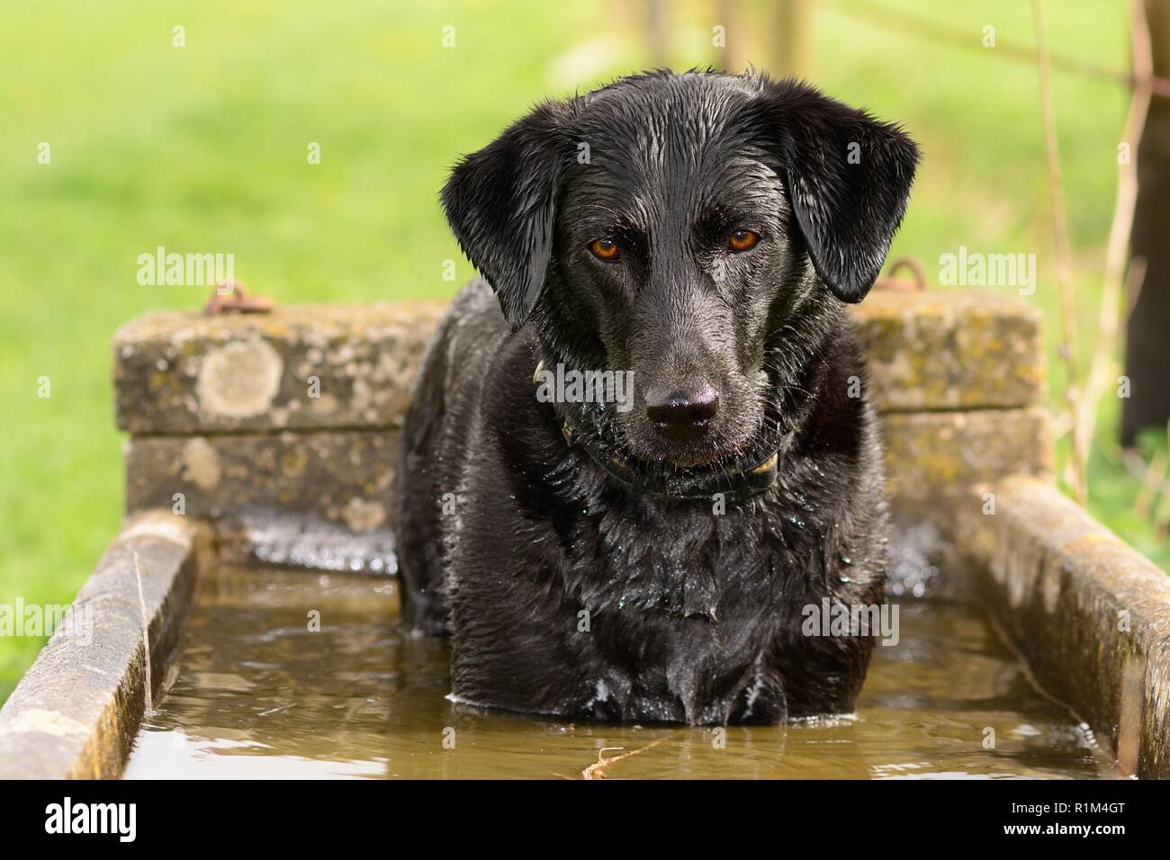 Closeup wet black labrador retriever hi-res stock photography and ...
