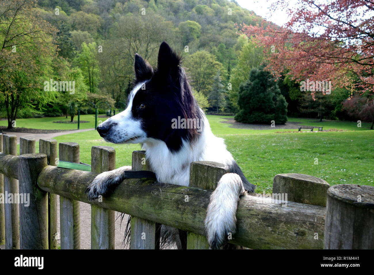 Border Collie dog peering over fence Stock Photo - Alamy