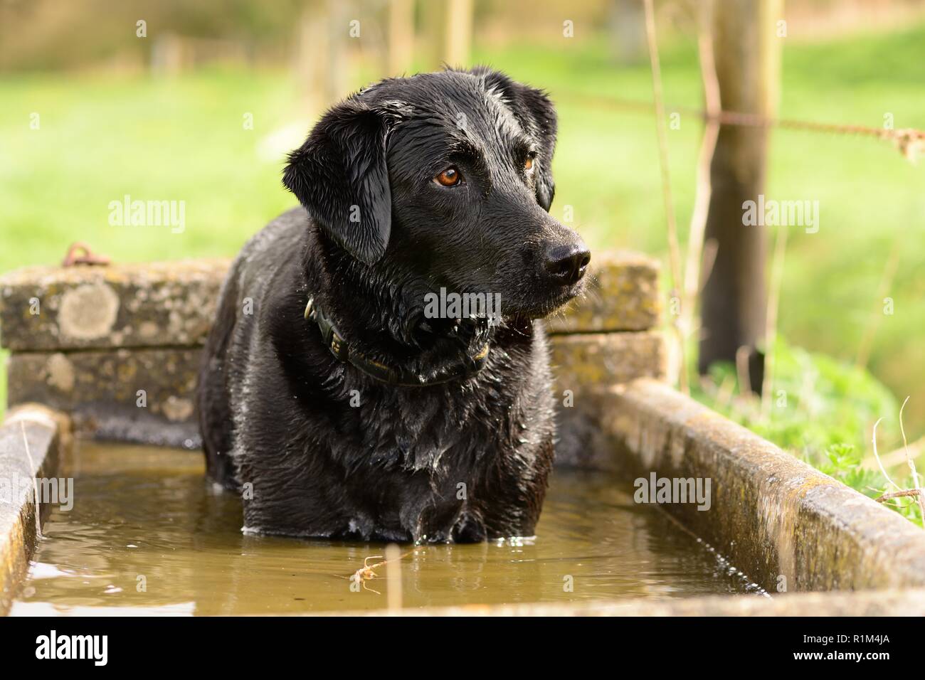 Portrait of a wet black Labrador standing in a water trough Stock Photo ...