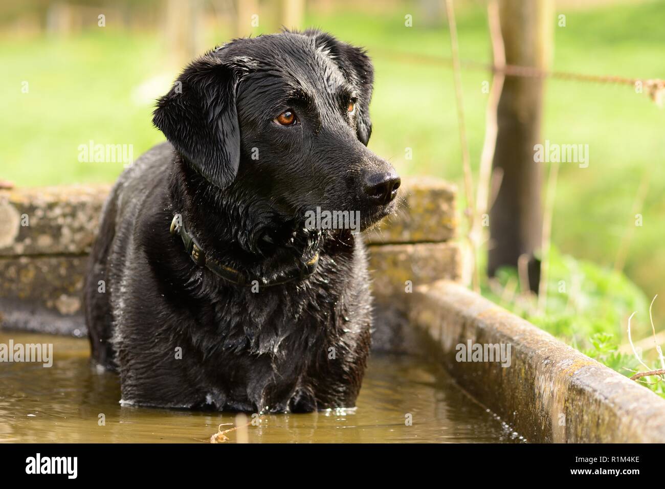Closeup Wet Black Labrador Retriever High Resolution Stock Photography ...