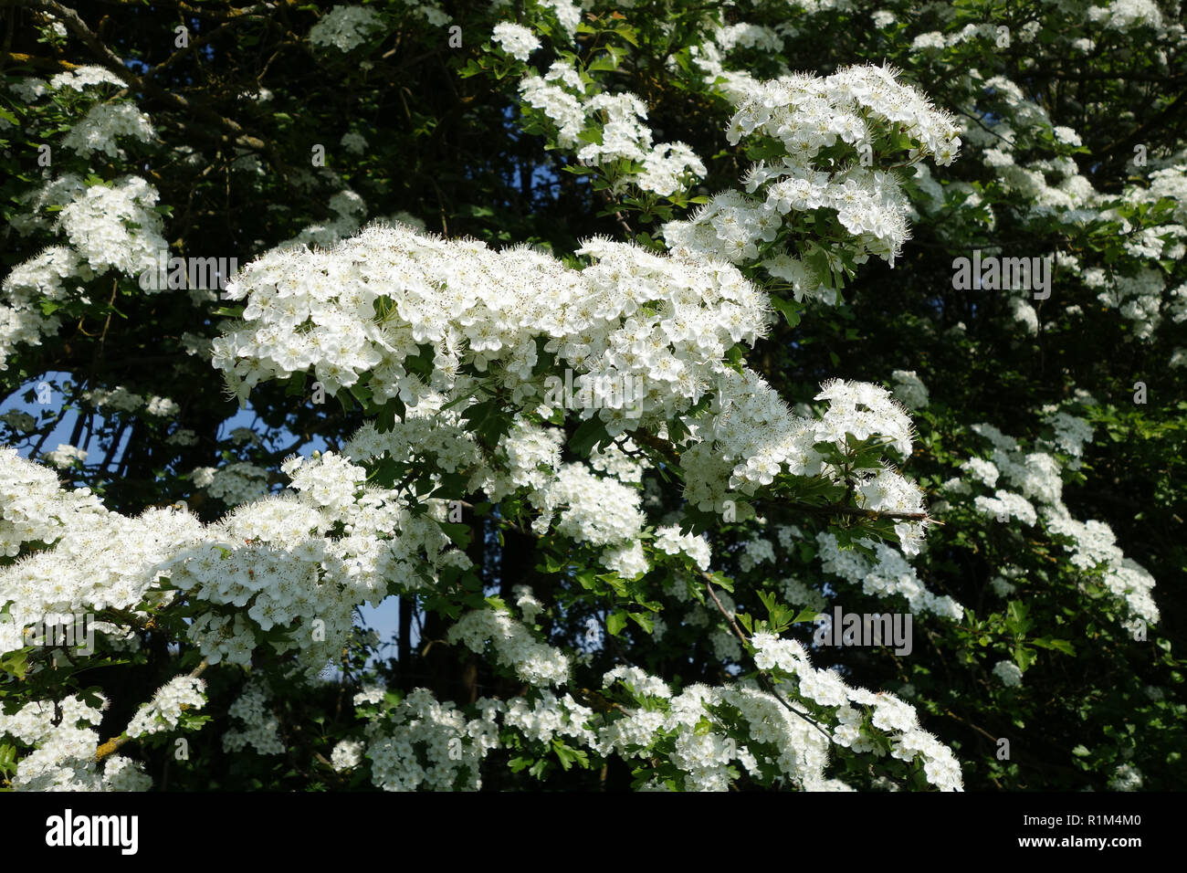 White Hawthorn in blossom in England Uk 2018 Stock Photo - Alamy