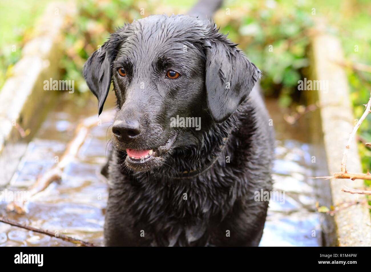 Portrait of a wet black Labrador standing in a water trough Stock Photo ...