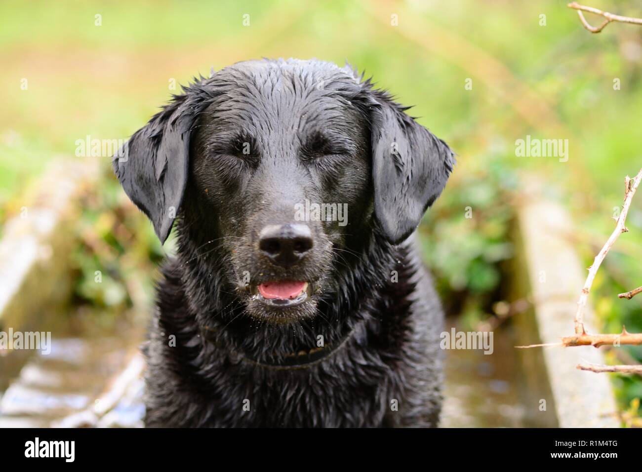 Closeup wet black labrador retriever hi-res stock photography and ...
