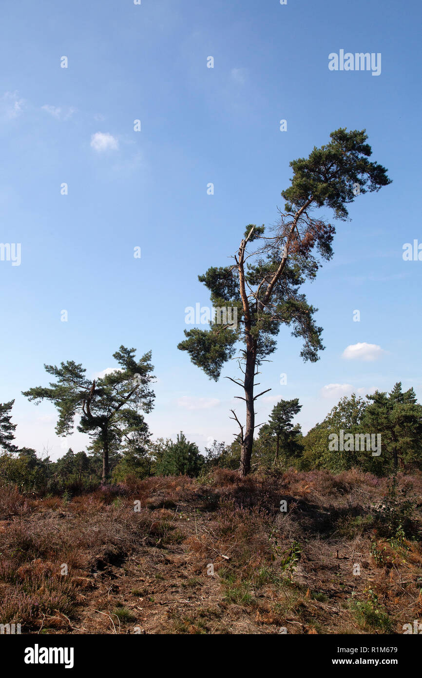 Landscape of Maasduinen National Park with heather and Scots pines ...