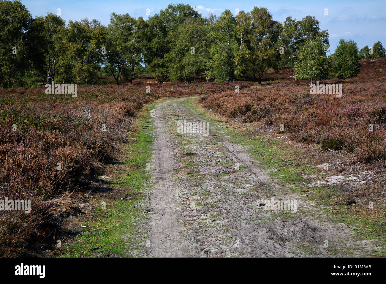 Sandy track through withered heath in Maasduinen National Park, Limburg ...