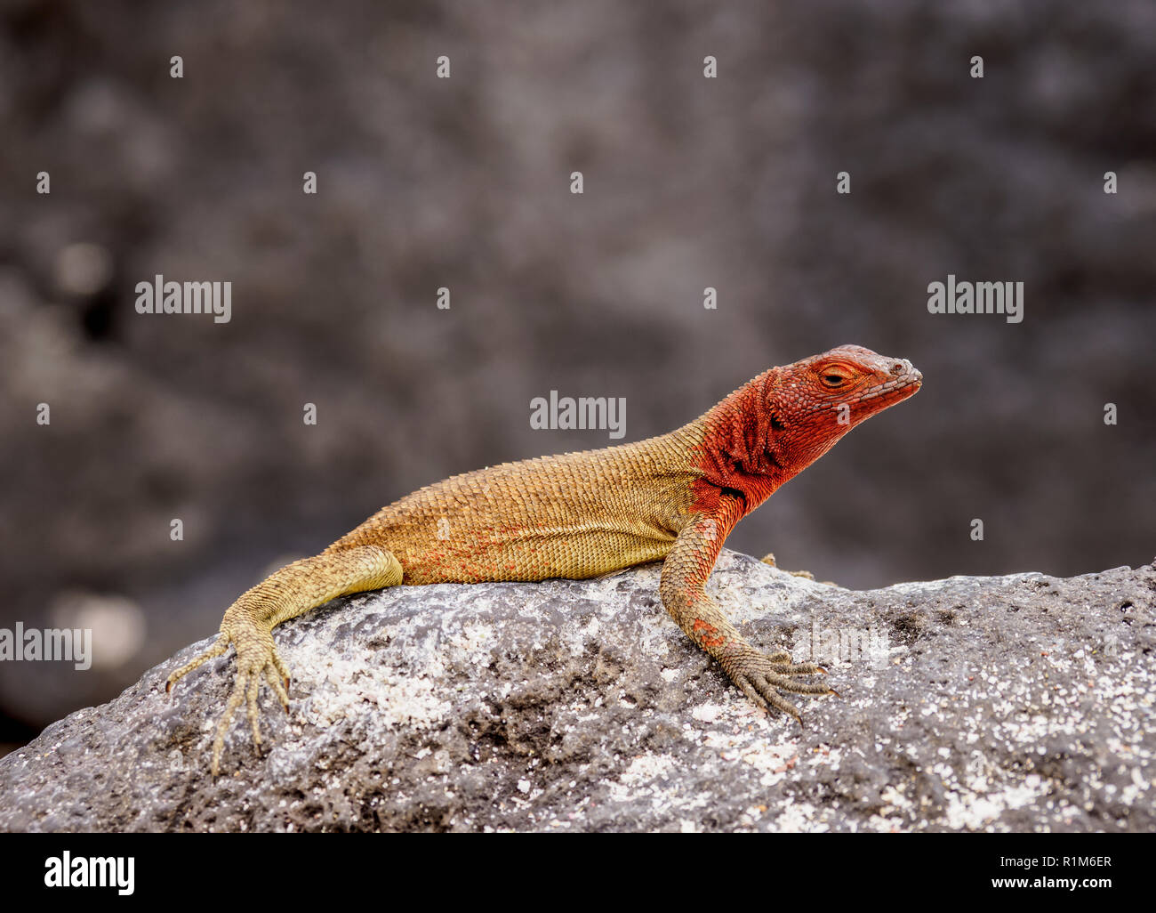 Lava lizard (Microlophus delanonis), Punta Suarez, Espanola or Hood ...