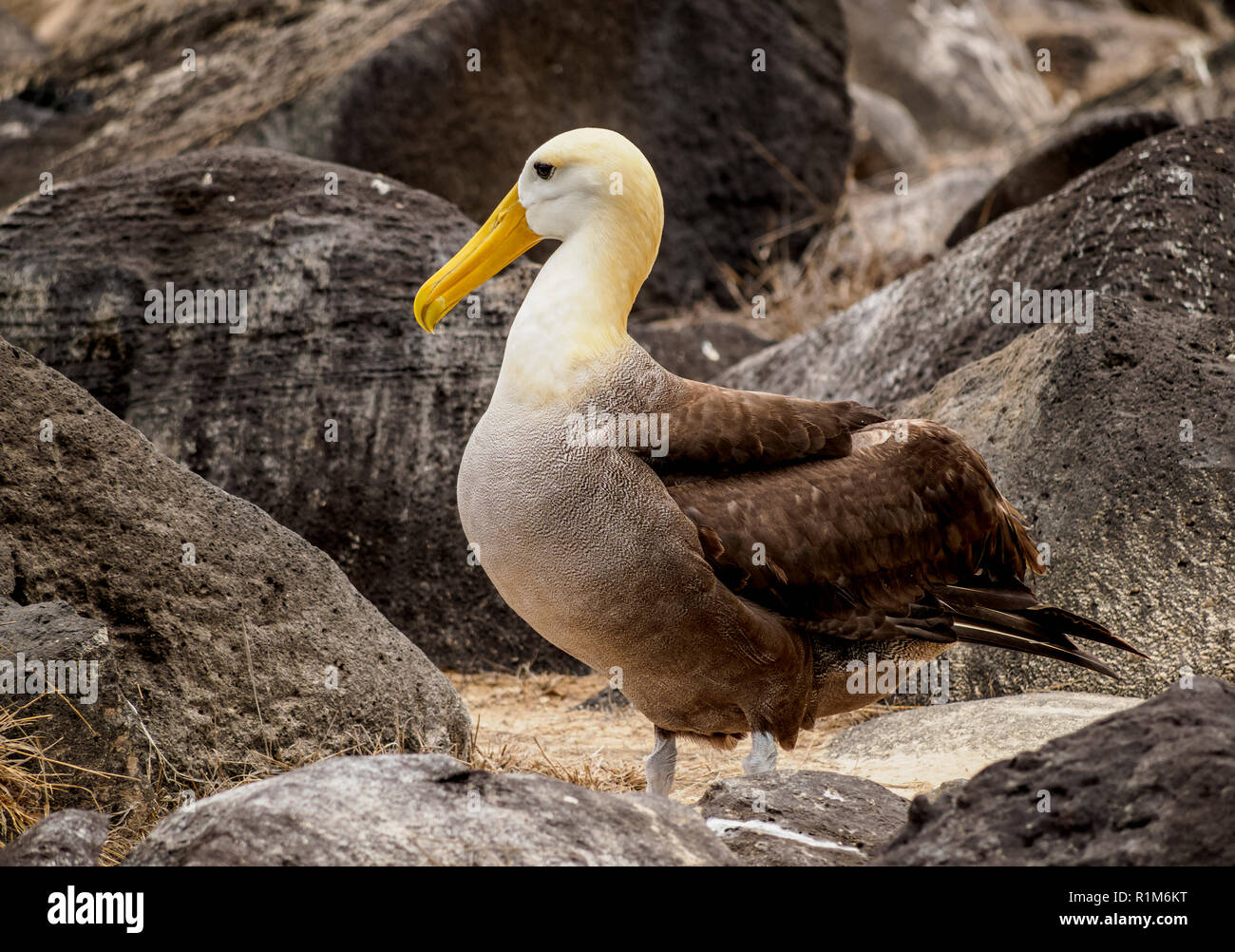 Isla punta suarez hi-res stock photography and images - Alamy