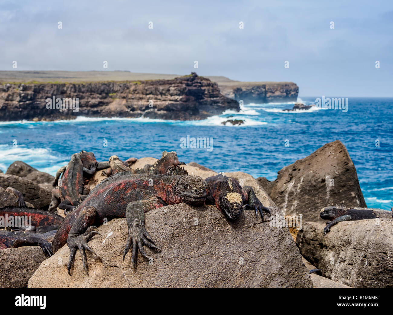 Isla punta suarez hi-res stock photography and images - Alamy