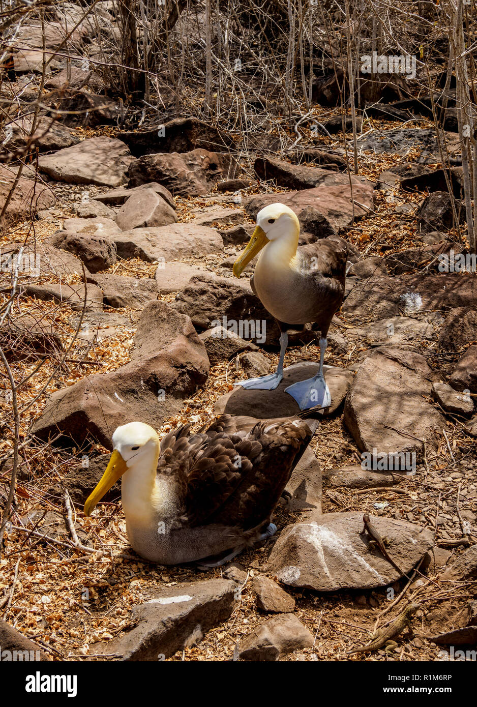 Isla punta suarez hi-res stock photography and images - Alamy