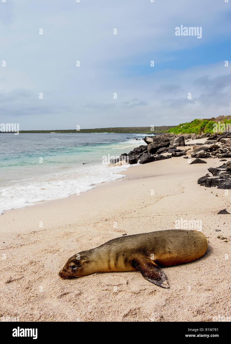 Isla punta suarez hi-res stock photography and images - Alamy