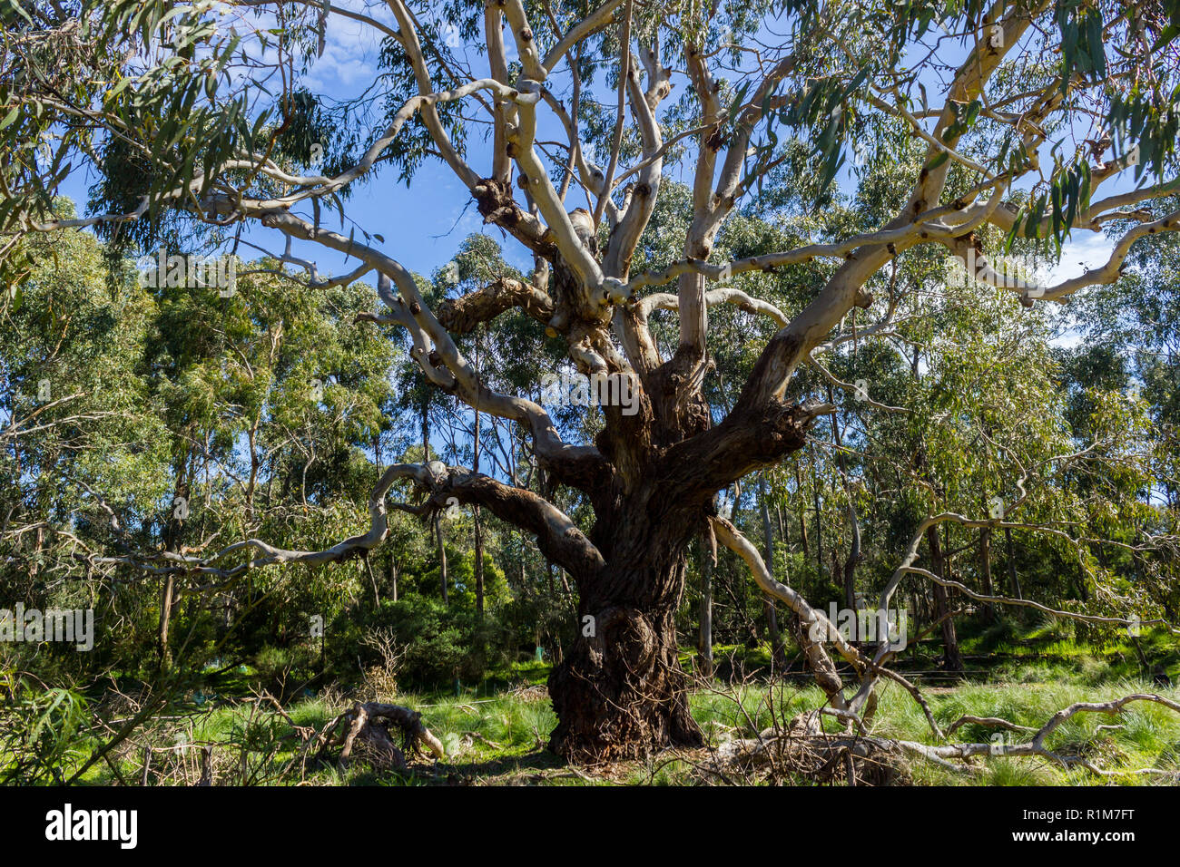 big Australian Eucalyptus tree looking up at the sky Stock Photo - Alamy