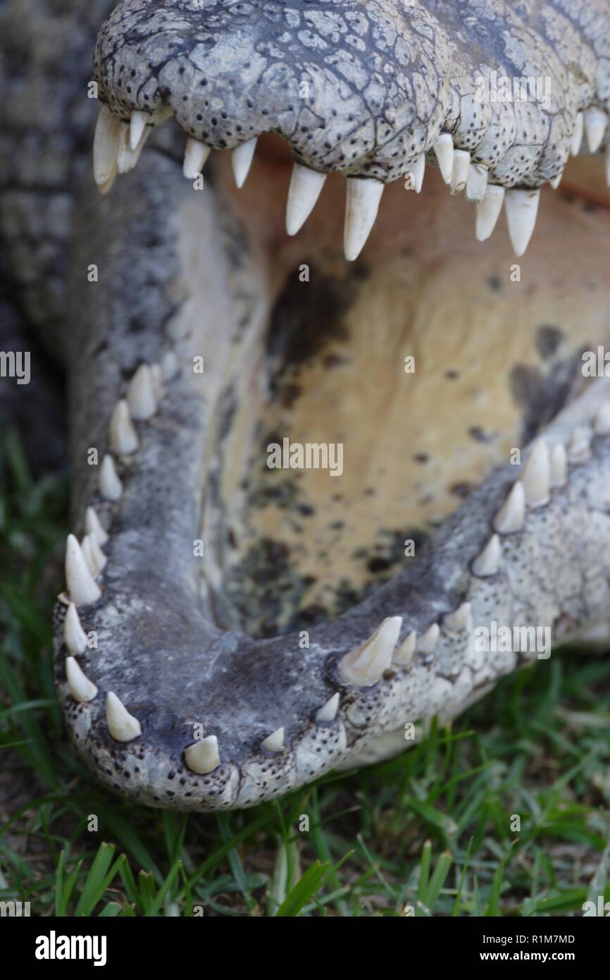 Nile Crocodile, reptile Stock Photo - Alamy