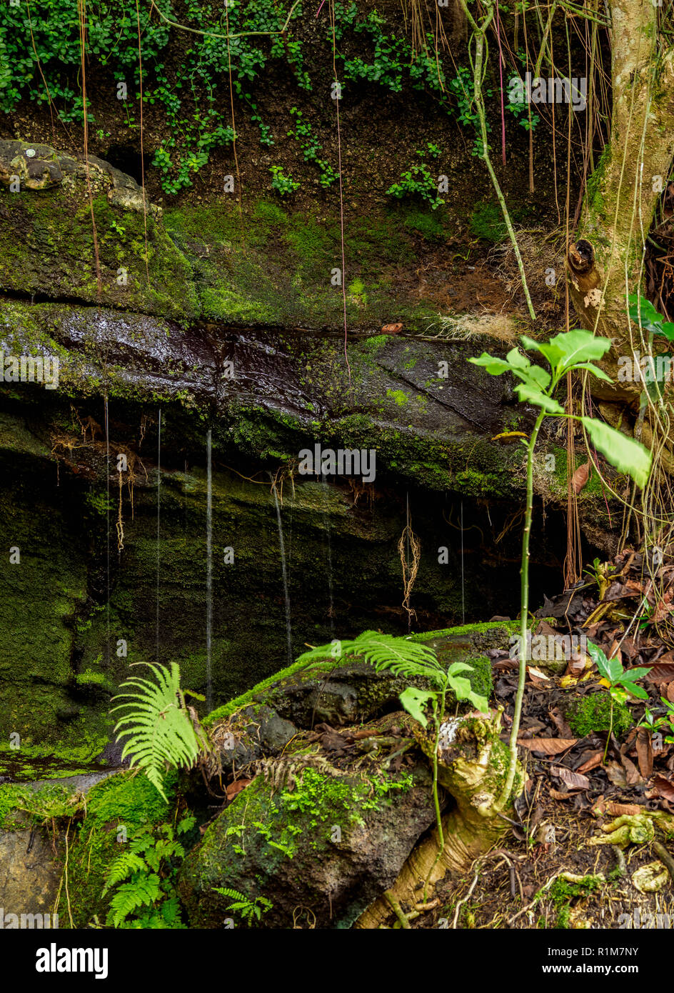 Drinking water spring, Highlands of Floreana or Charles Island ...