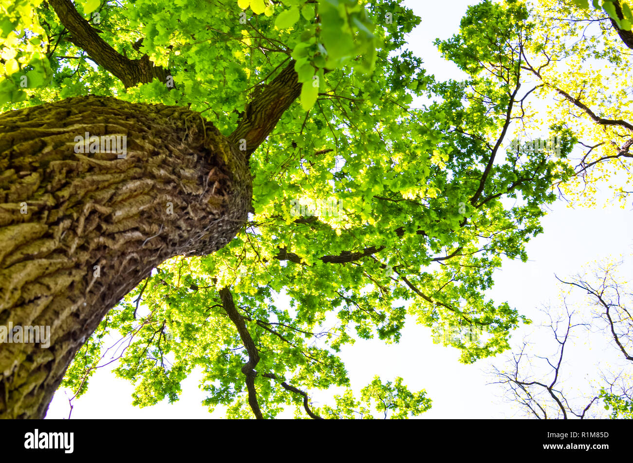 View in a tree crown from below on sunny spring day Stock Photo - Alamy