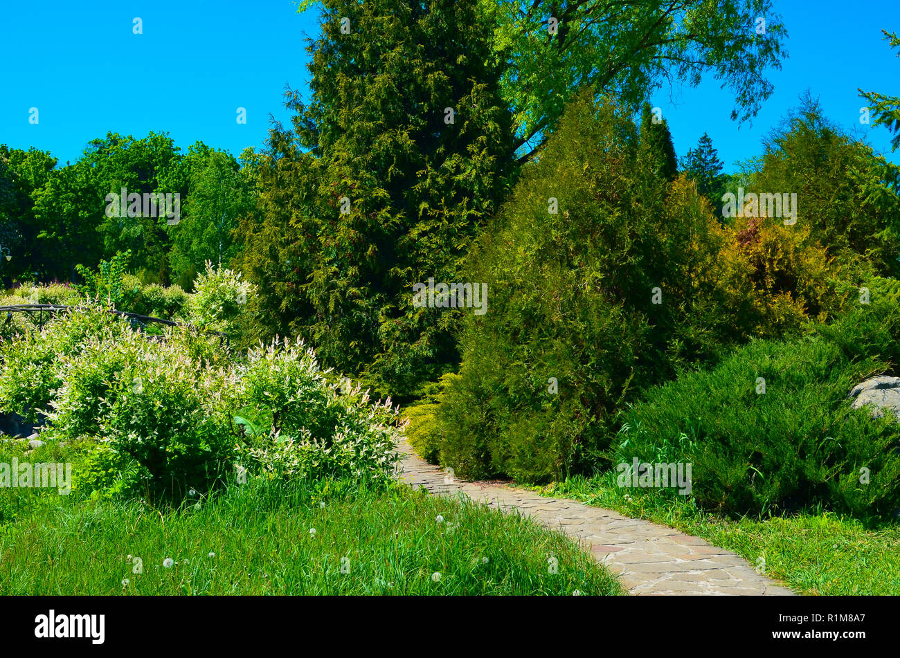 Spring Nature. Beautiful Landscape. Park with Green Grass and Trees ...