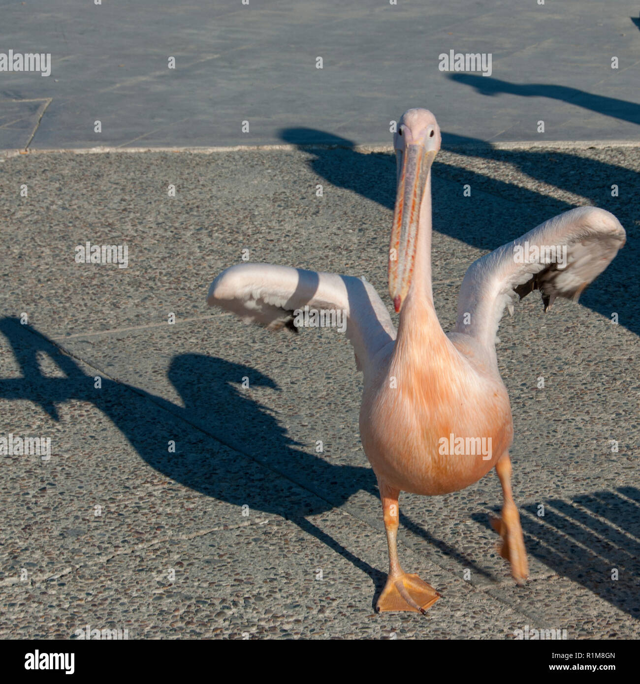 A tame pelican being fed fish in the ancient fishing harbour of Paphos ...