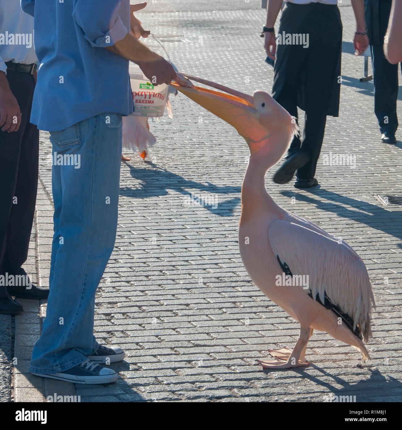A tame pelican being fed fish in the ancient fishing harbour of Paphos ...
