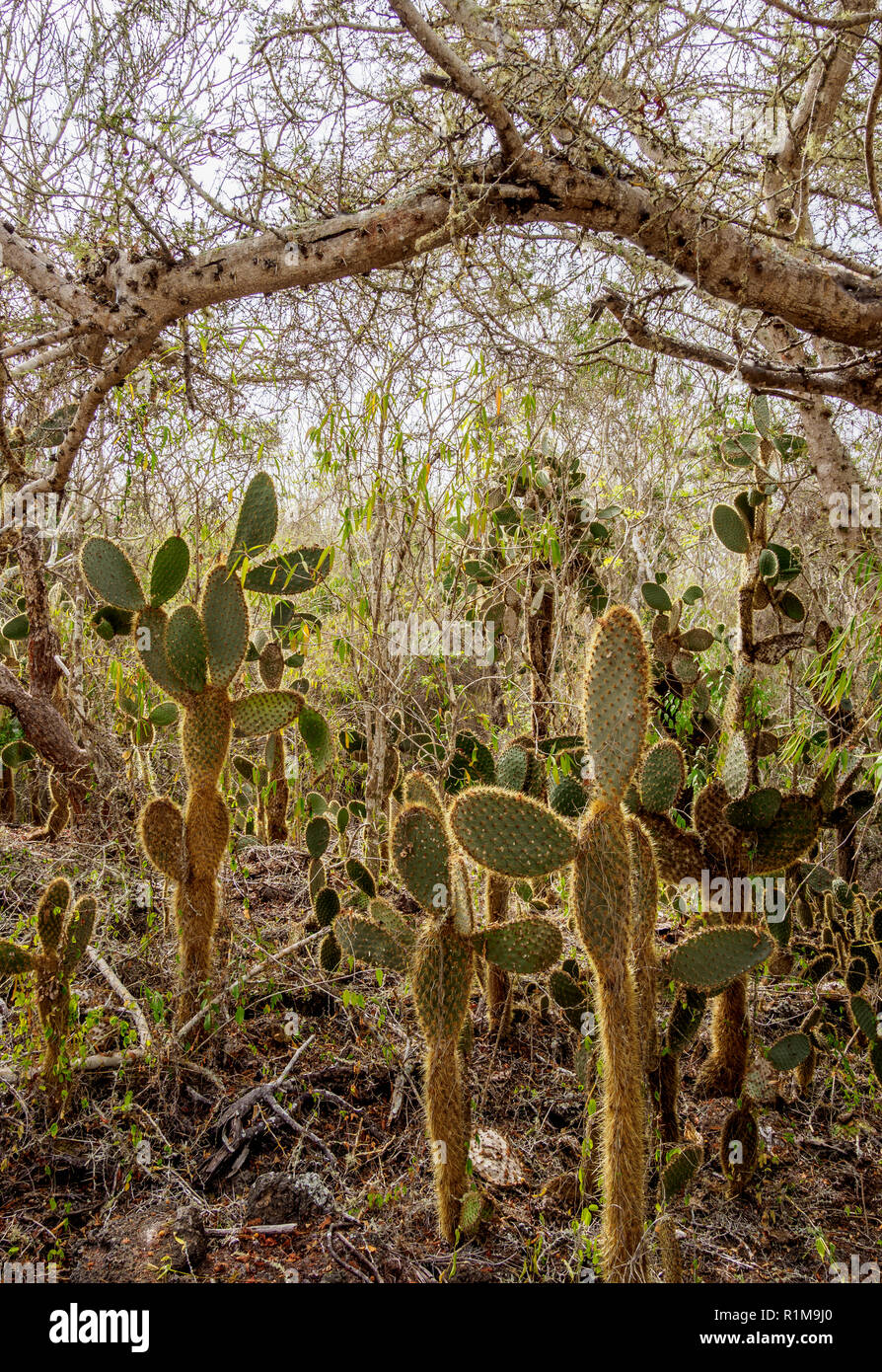 Opuntia echios and palo Santo Trees by the Tortuga Bay trail, Santa ...
