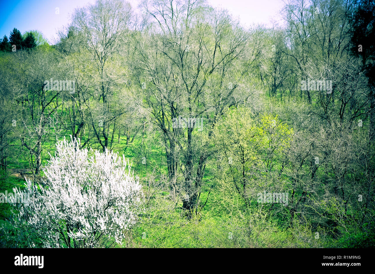 Spring Nature. Beautiful Landscape. Park with Green Grass and Trees ...