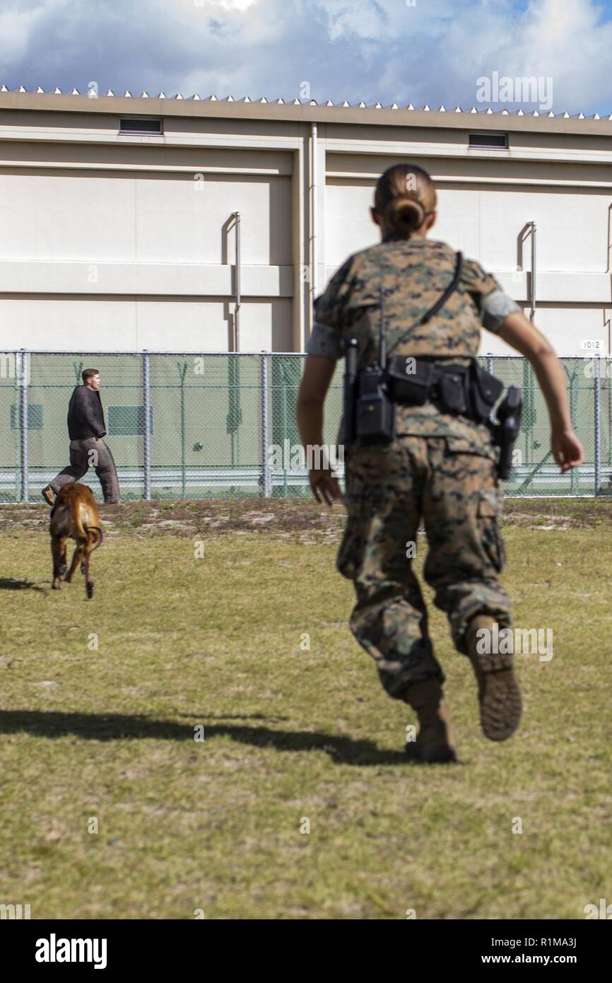 Dog handler police vehicles hi-res stock photography and images - Alamy