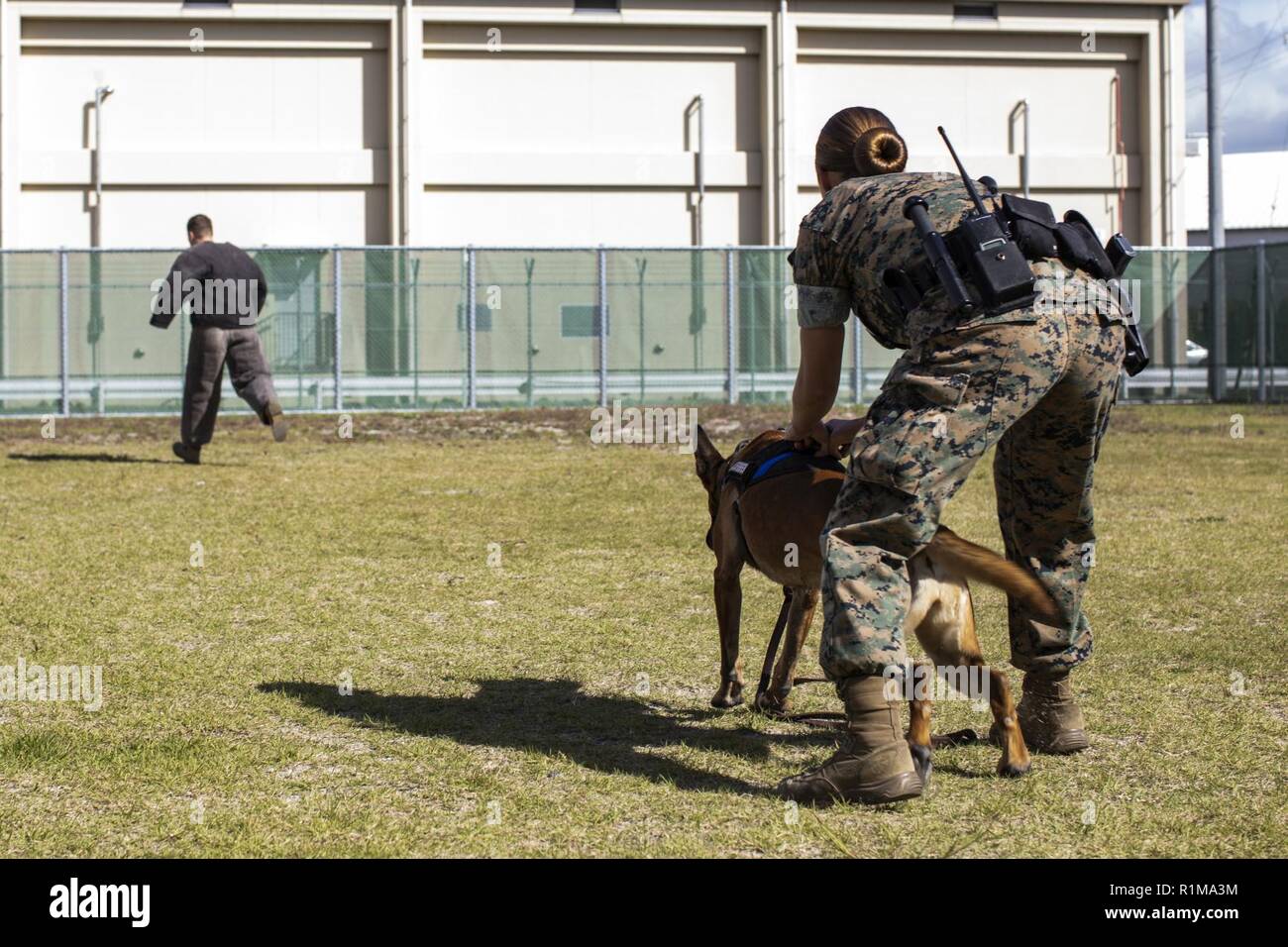 Dog handler police vehicles hi-res stock photography and images - Alamy