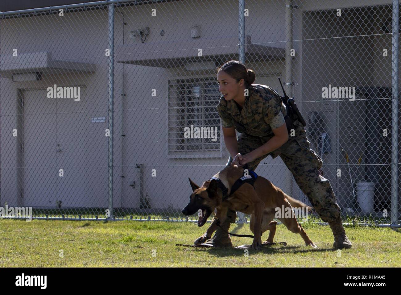 U.S. Marine Corps Lance Cpl. Angela Cardone, a military working dog ...