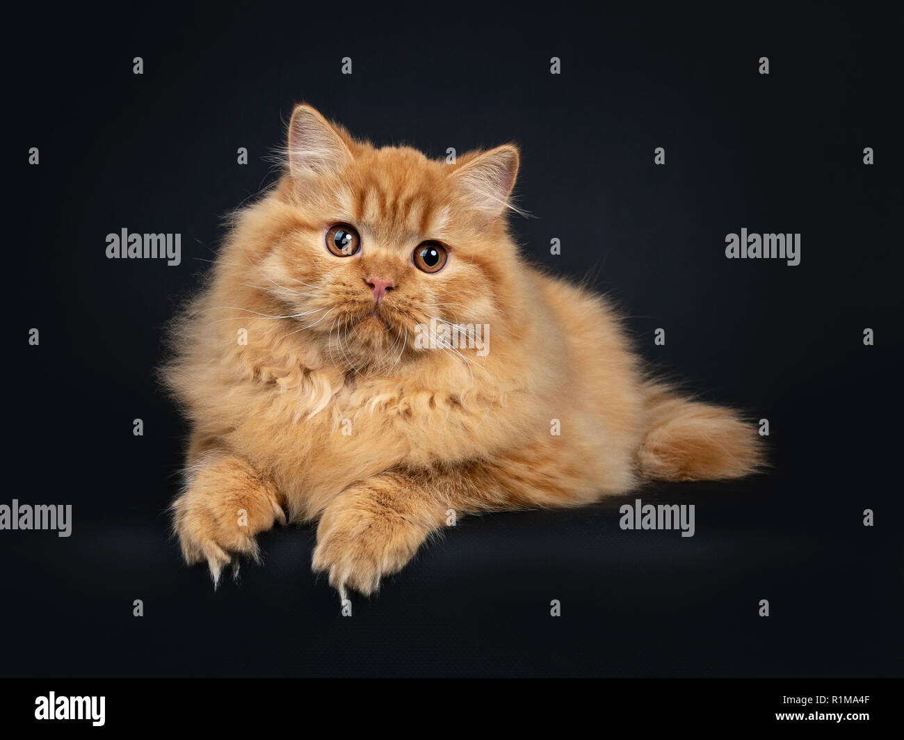Front paws over edge hi-res stock photography and images - Alamy