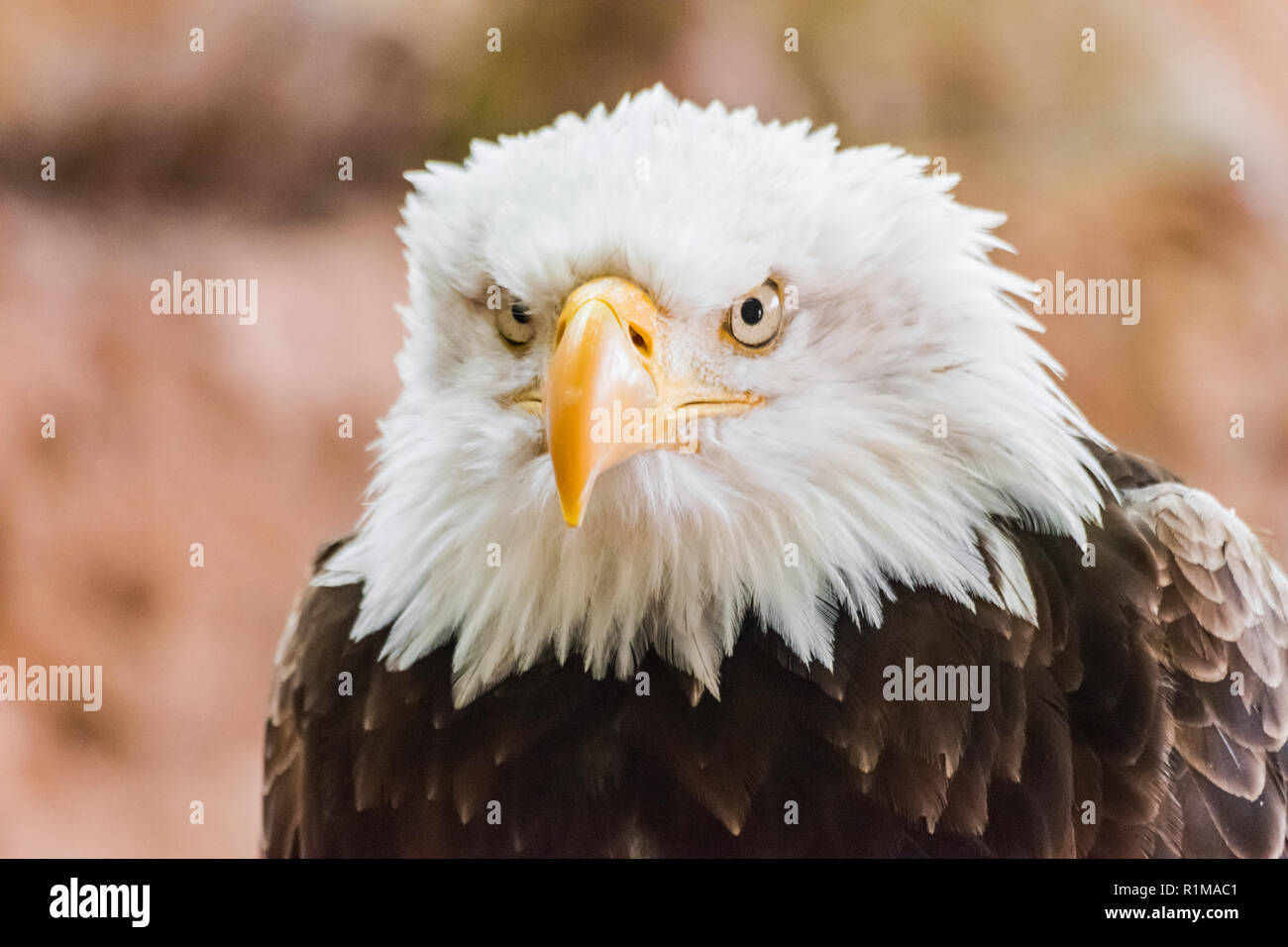bald eagle head portrait (Haliaeetus leucocephalus) with rocks ...