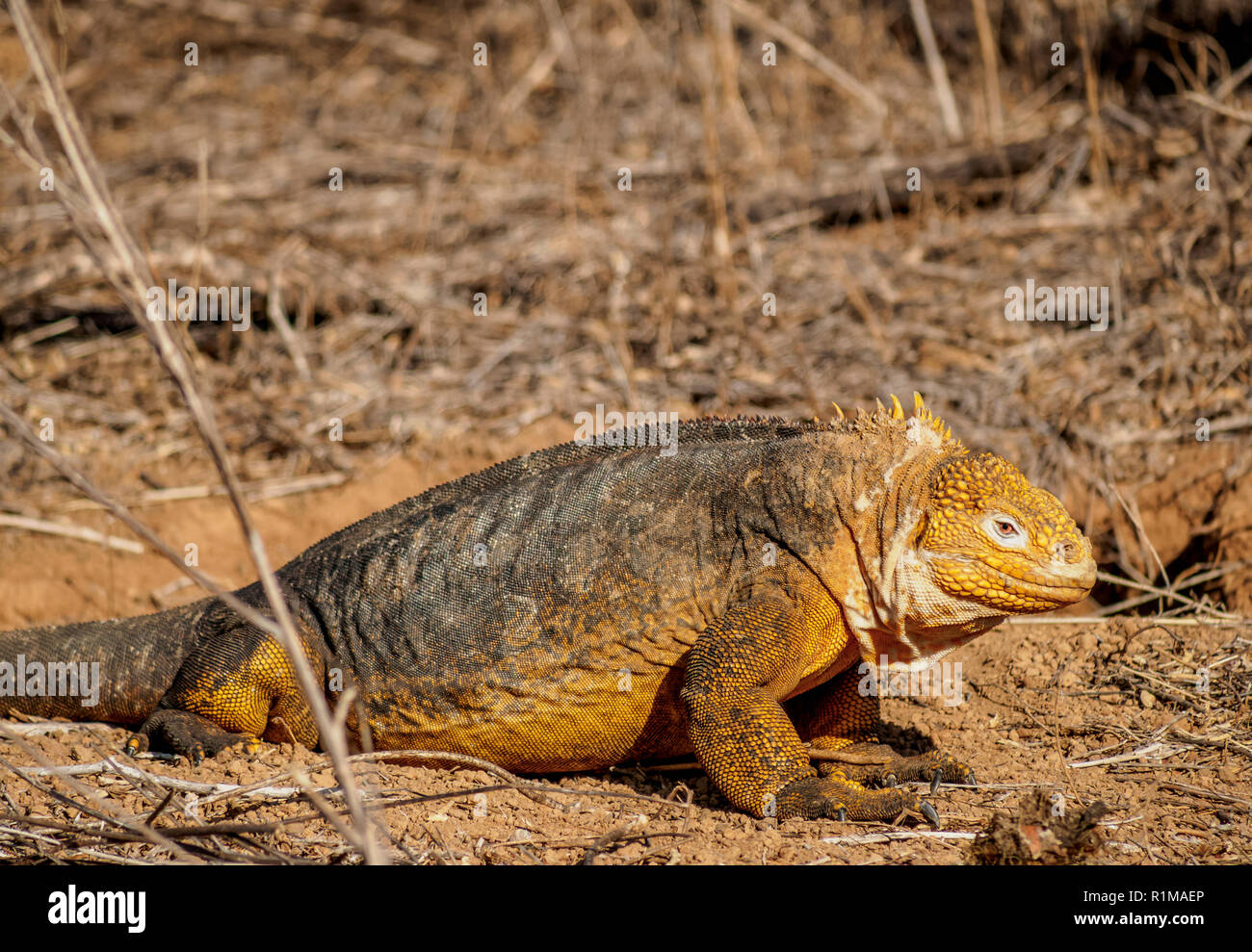 Land iguana (Conolophus subcristatu), Dragon Hill, Santa Cruz or ...