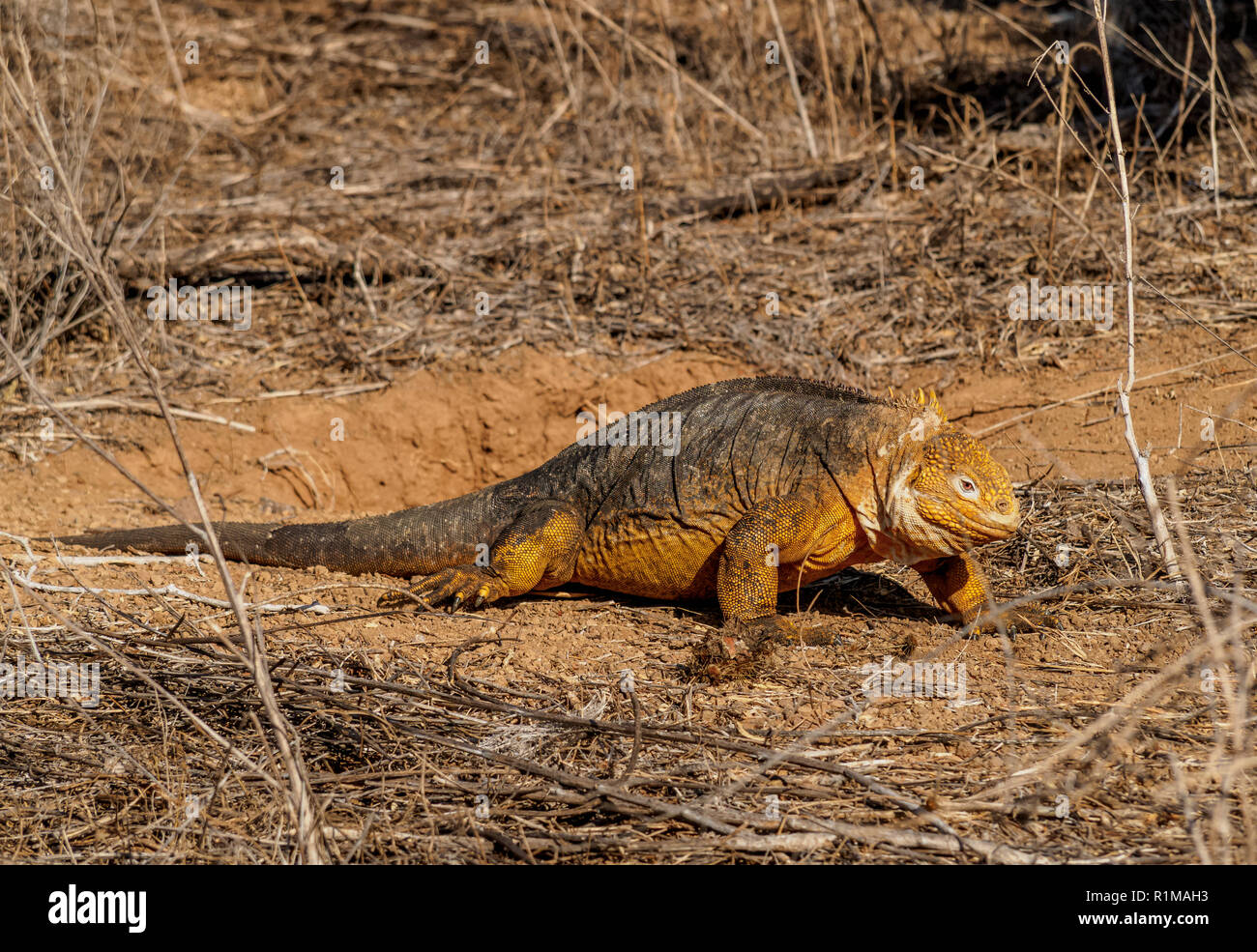 Land iguana (Conolophus subcristatu), Dragon Hill, Santa Cruz or ...