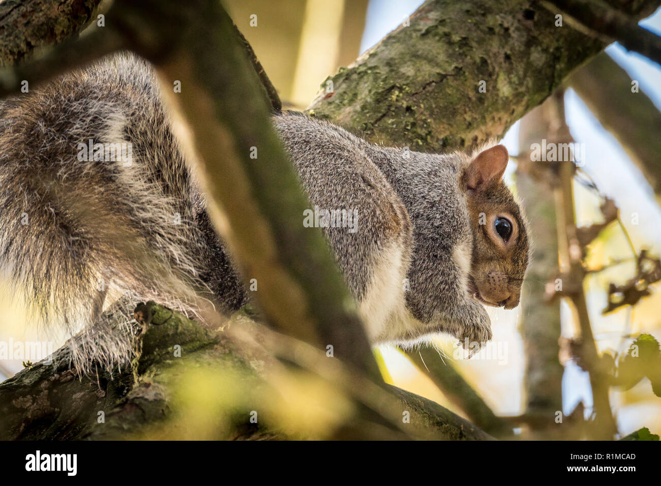 Sciurus carolinensis in sunshine hi-res stock photography and images ...