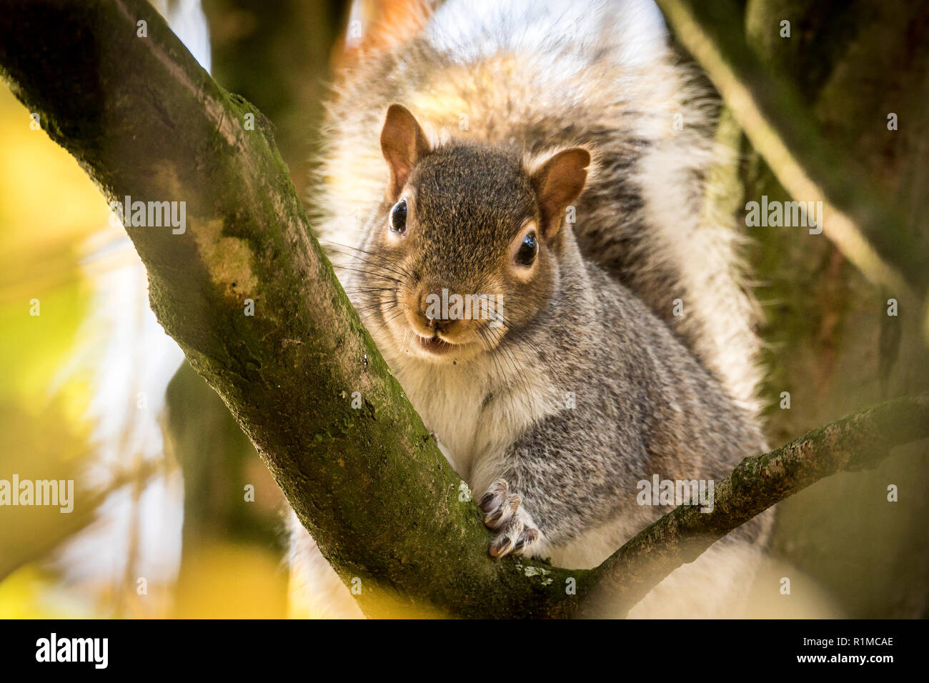 Sciurus carolinensis in sunshine hi-res stock photography and images ...