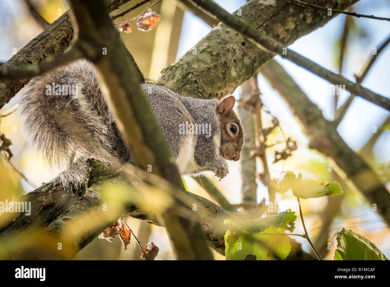Grey squirrel in autumn sunshine Stock Photo - Alamy