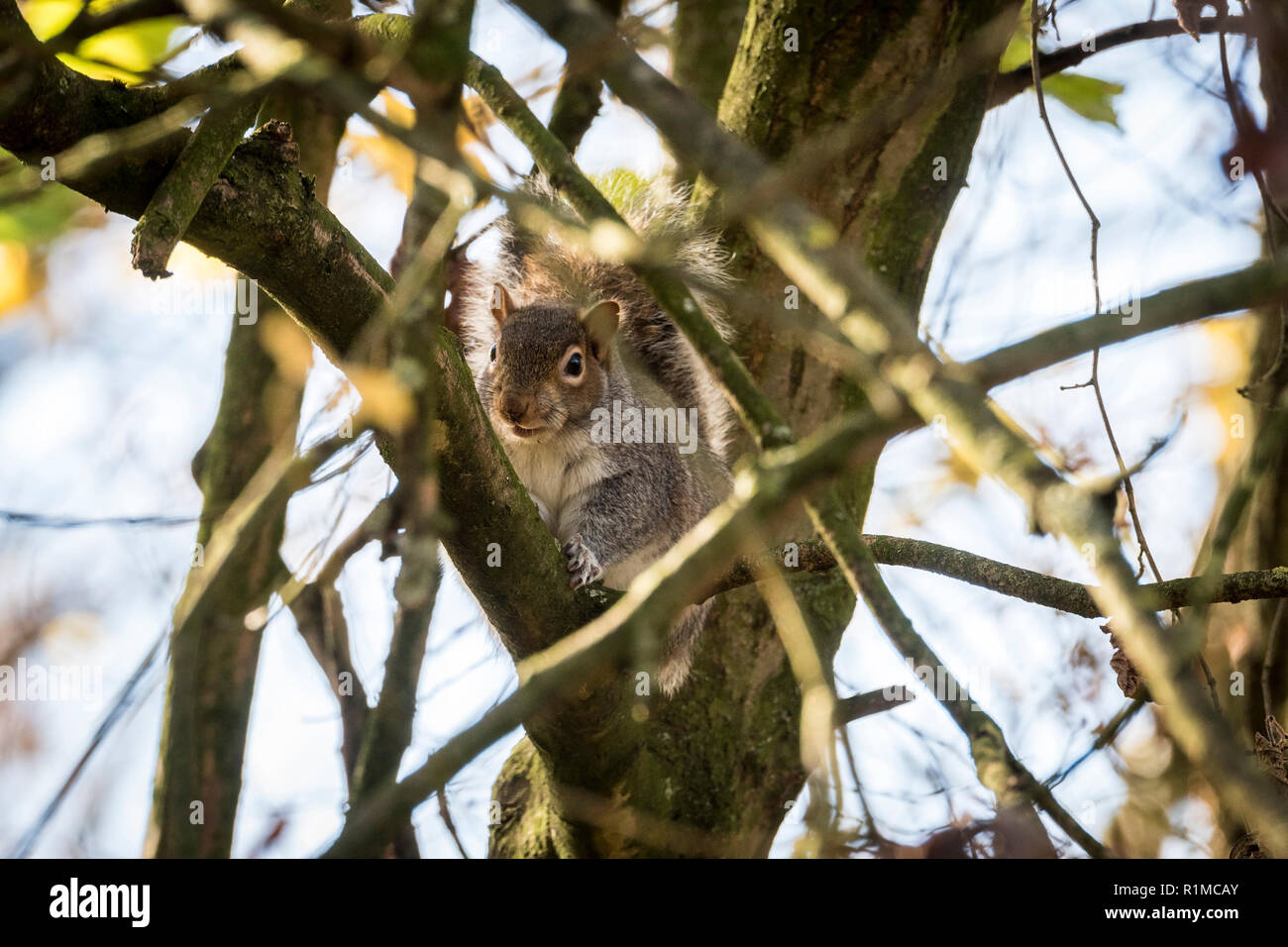 Sciurus carolinensis in sunshine hi-res stock photography and images ...