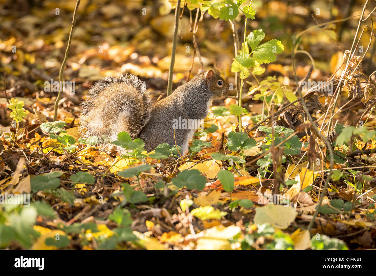 Sciurus carolinensis in sunshine hi-res stock photography and images ...