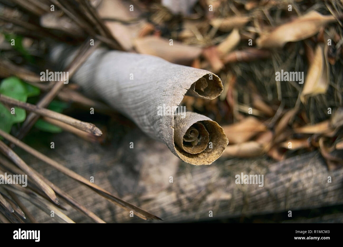 Palm leaf from a palm tree hi-res stock photography and images - Alamy