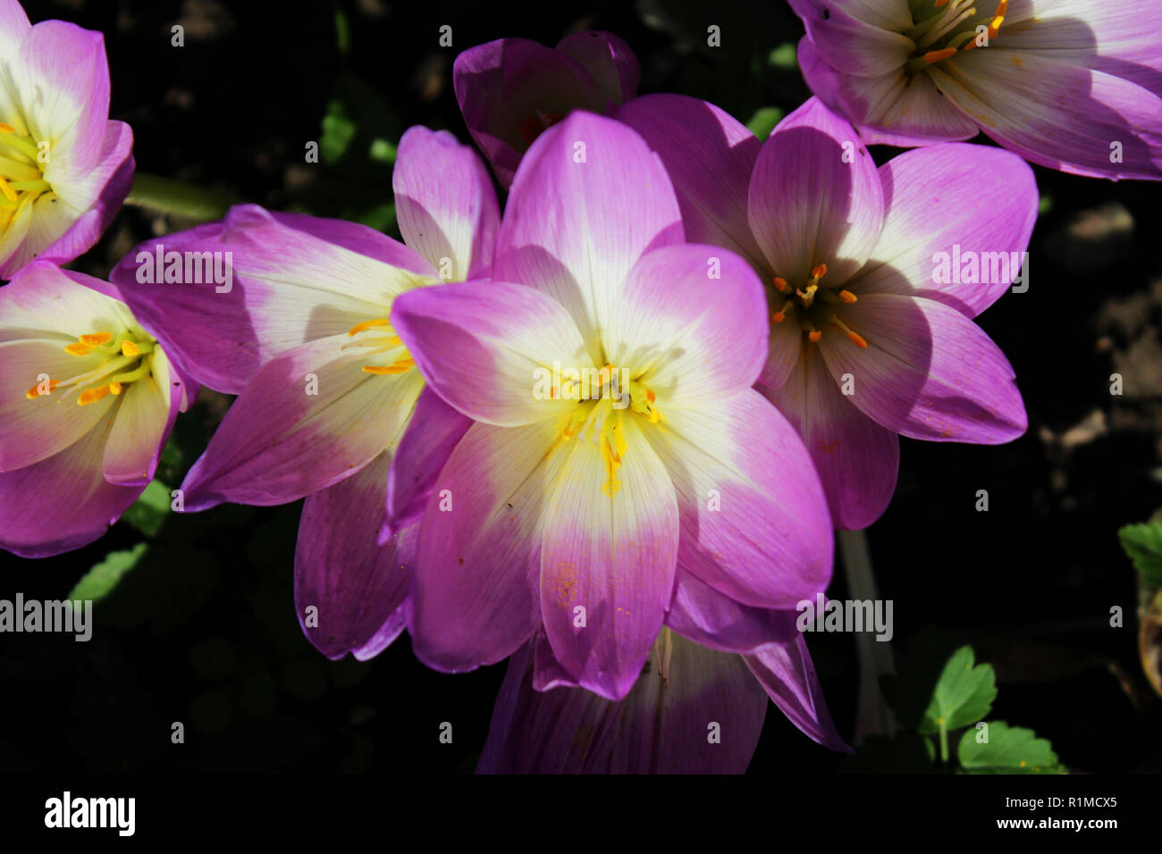 perennial Autumn Crocus flowers or Colchicum in Leningrad region ...