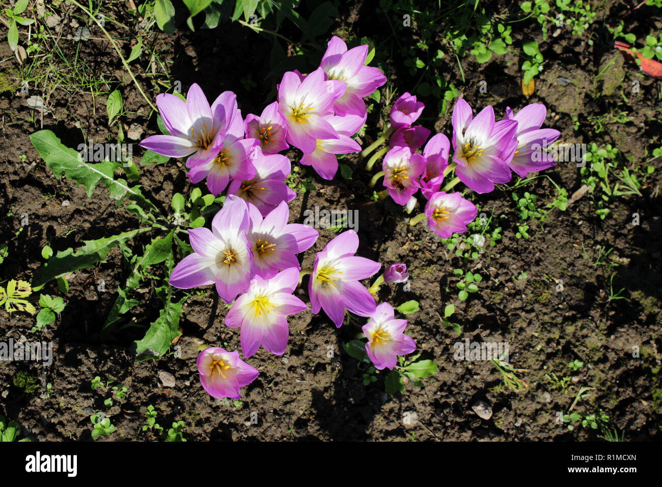 perennial Autumn Crocus flowers or Colchicum in Leningrad region ...