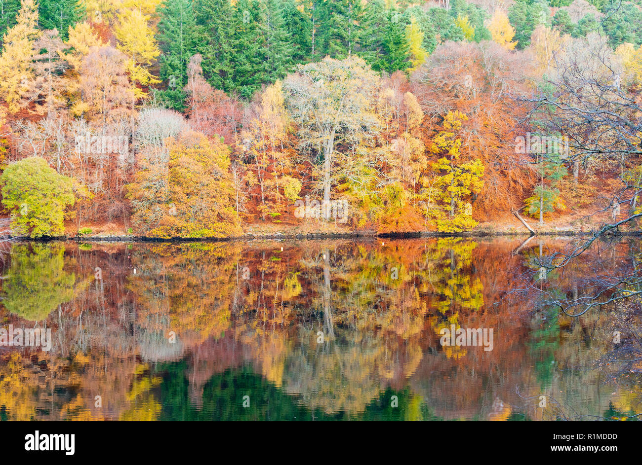 Spectacular late autumn tree colours are reflected in the waters of ...