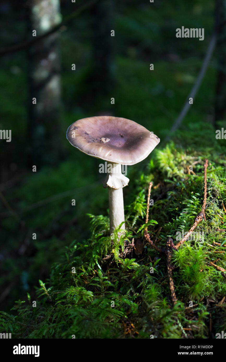 autumn forest after rain is fresh and clean, among tall green grass ...