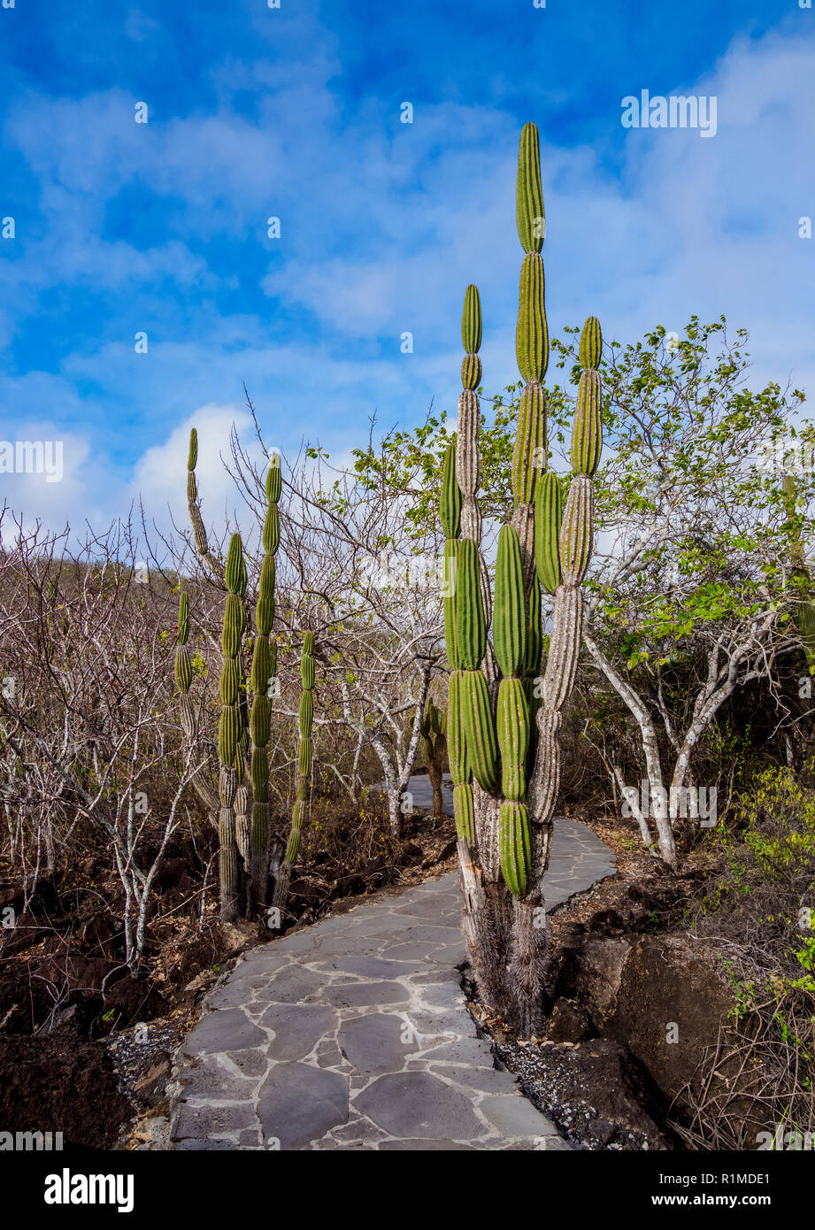 Candelabra cactus jasminocereus thouarsii galapagos hi-res stock ...