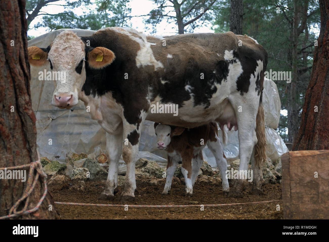livestock is an important source of income in rural areas Stock Photo ...