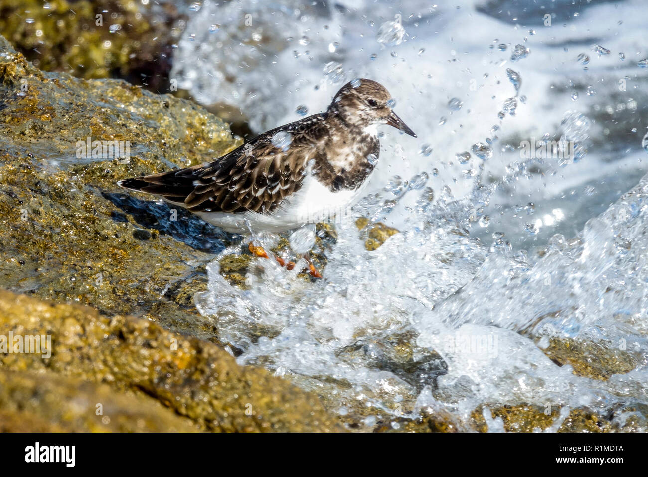 Ruddy Turnstone, Arenaria interpres in winter plumage, Costa Blanca ...