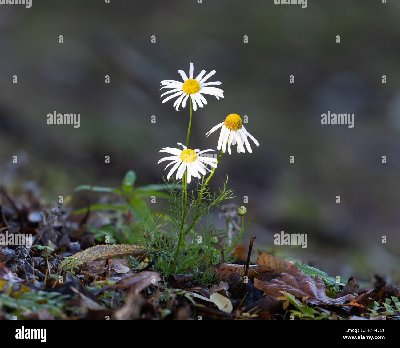 Three Scentless Mayweed flowers, with white petals and lit by the sun ...