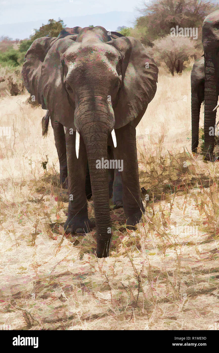 African elephant in Tanzania Stock Photo - Alamy