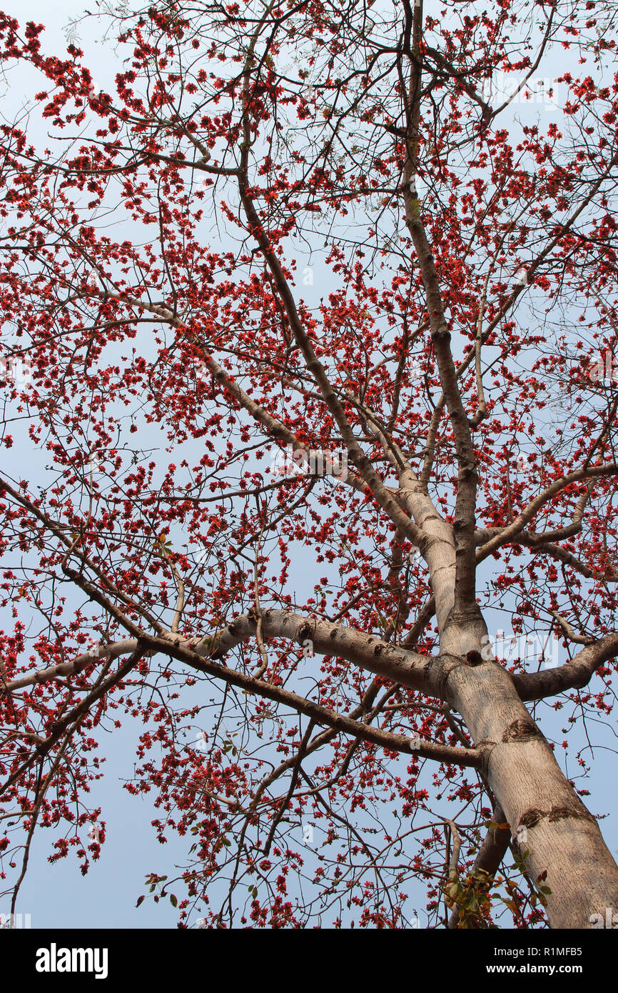 Arbre fleur rouge hi-res stock photography and images - Alamy
