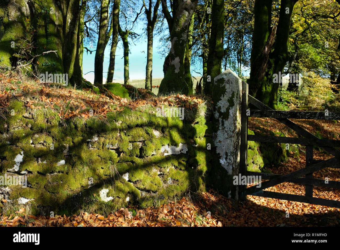 Beech tree in stone wall hi-res stock photography and images - Alamy